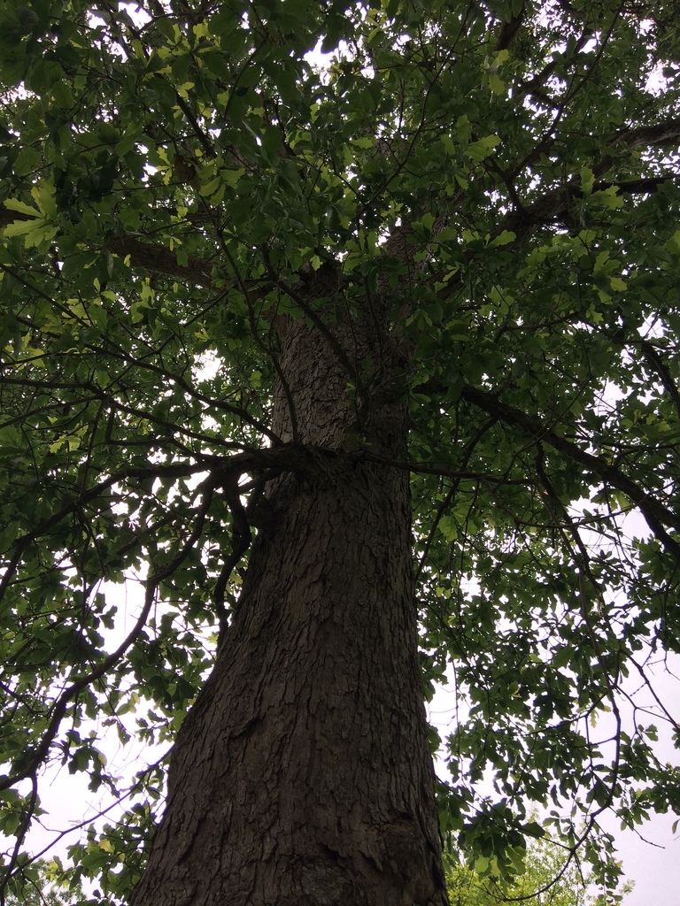 Bastard oak from 419 Country Ln, Livingston, TX, US on May 11, 2019 at ...