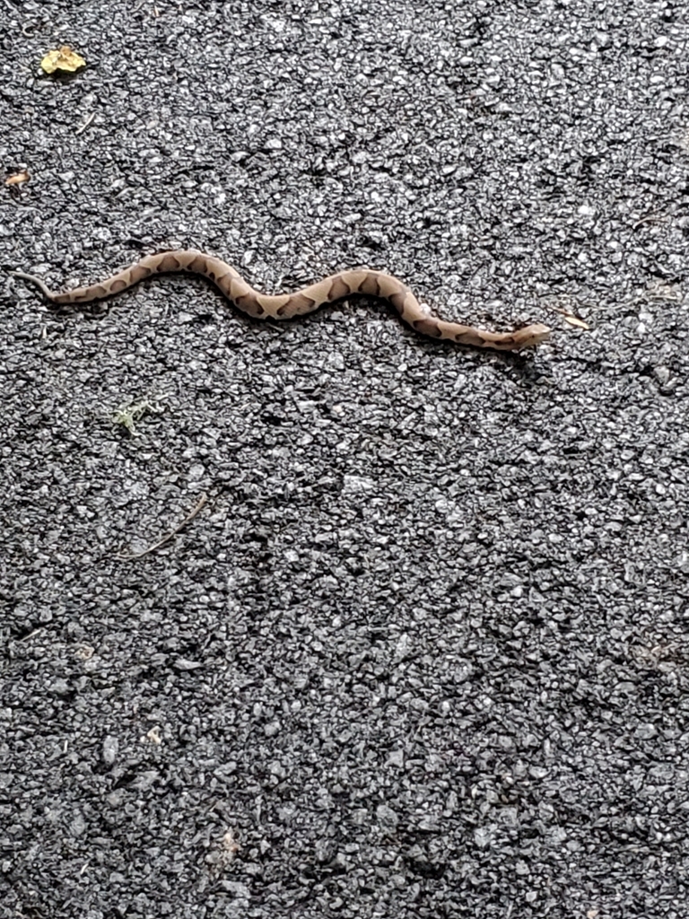 Eastern Copperhead from Arlington, VA 22207, USA on May 25, 2024 at 08: ...