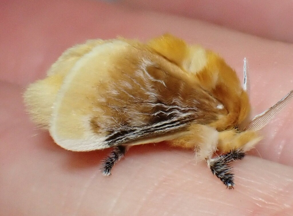 Black-waved Flannel Moth from St Marys, GA 31558, USA on May 25, 2024 ...