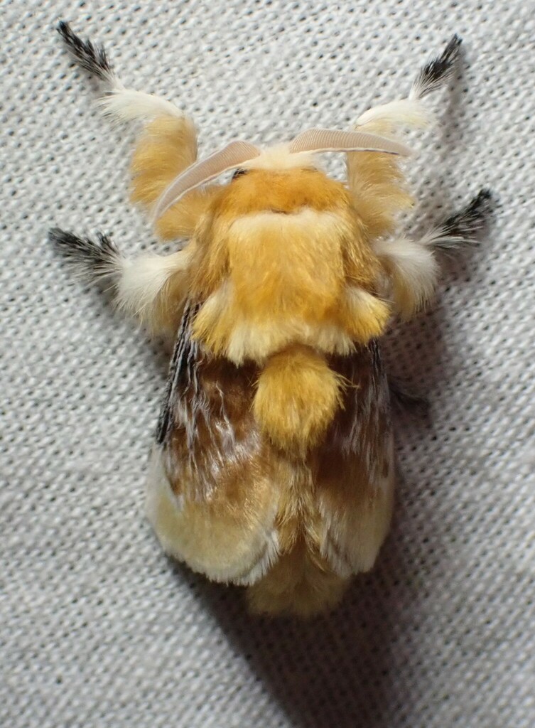 Southern Flannel Moth from St Marys, GA 31558, USA on May 25, 2024 at ...