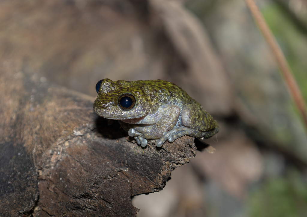 Waterfall Frog from Cairns QLD, Australia on March 30, 2022 at 10:30 PM ...