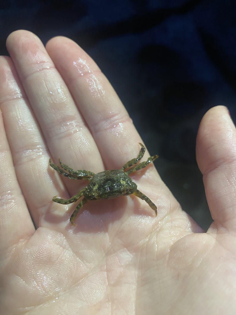Little Shore Crab from Lime Bay, Sloping Main, TAS, AU on April 15 ...