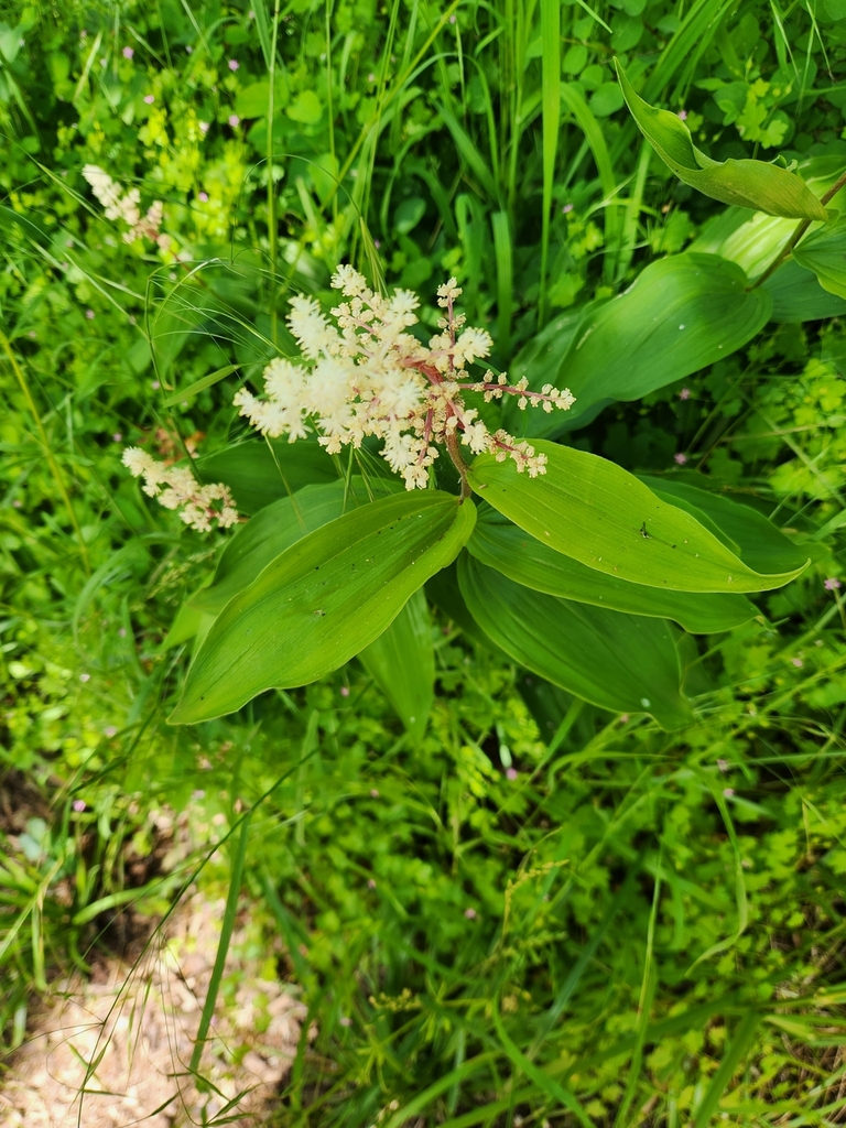 Solomon's plume from Eugene, OR 97405, USA on May 18, 2024 at 04:01 PM ...
