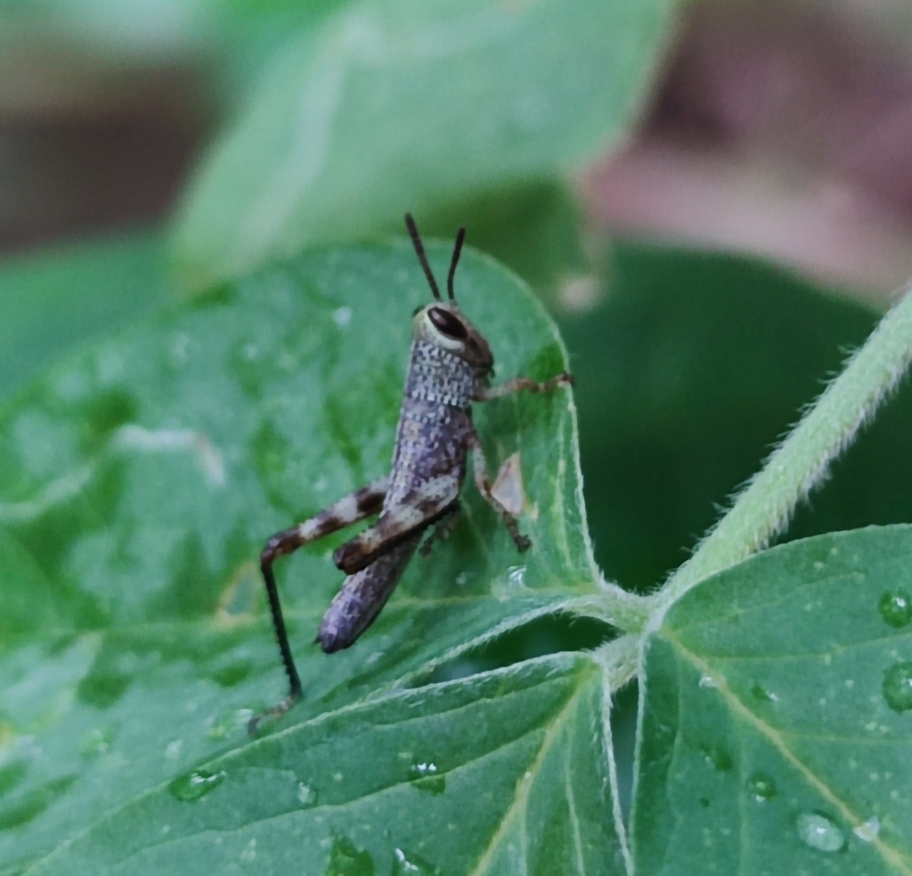 Melicodes tenebrosa in May 2024 by Kati Eschweiler · iNaturalist