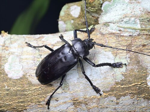 Rhaphipodus fruehstorferi · iNaturalist