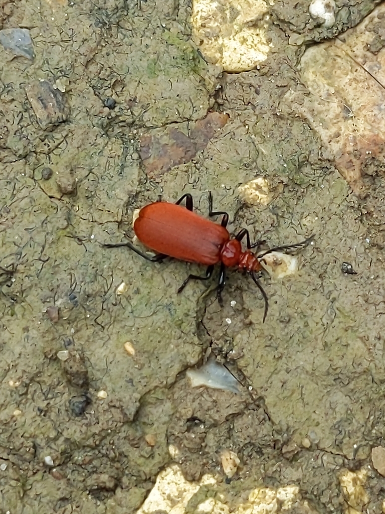 Common Cardinal Beetle from Felmersham, Bedford MK43 7JL, UK on May 26 ...
