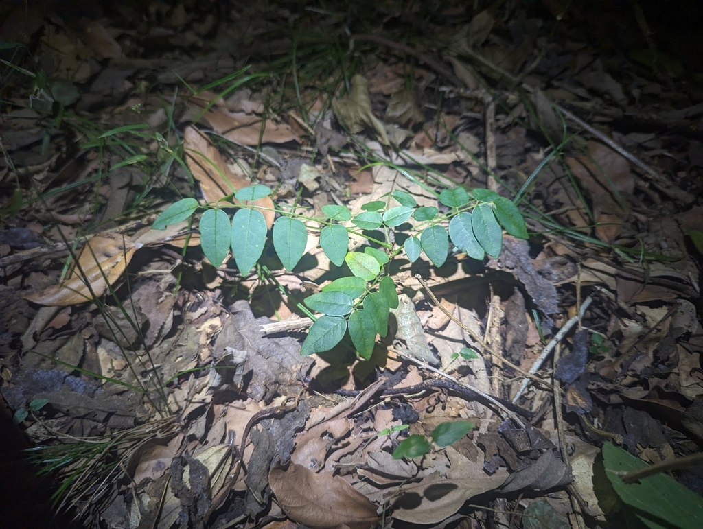 Derris involuta in May 2024 by Andrew Murdy · iNaturalist