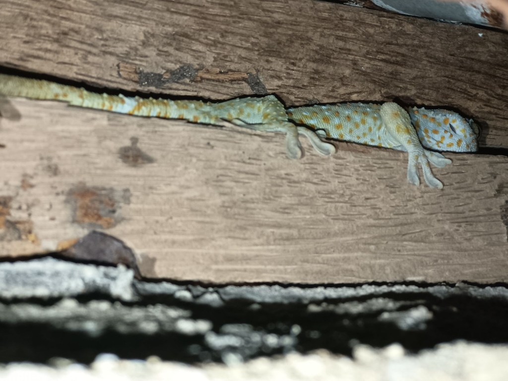 Tokay Gecko from WV97+P98, Placer, Masbate, Philippines on May 25, 2024 ...