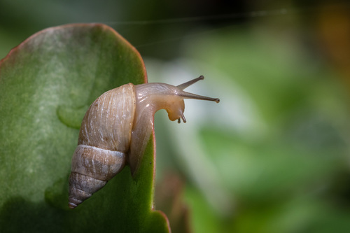 Bulimulus tenuissimus · iNaturalist Mexico