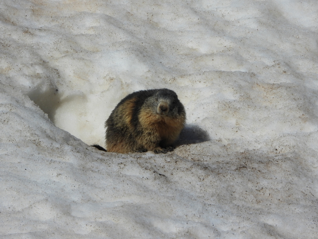 Alpine Marmot from CVCX+RJ, Argentera CN, Italia on May 11, 2024 at 09: ...
