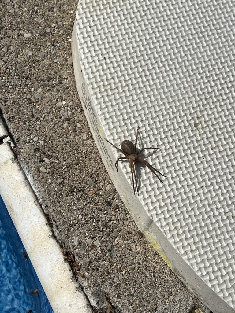 American Nursery Web Spider from President St, Yellow Springs, OH, US ...