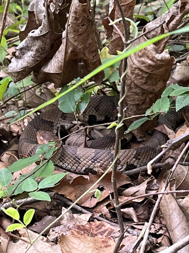 Eastern Copperhead from Dunbar Cave State Park, Clarksville, TN, US on ...
