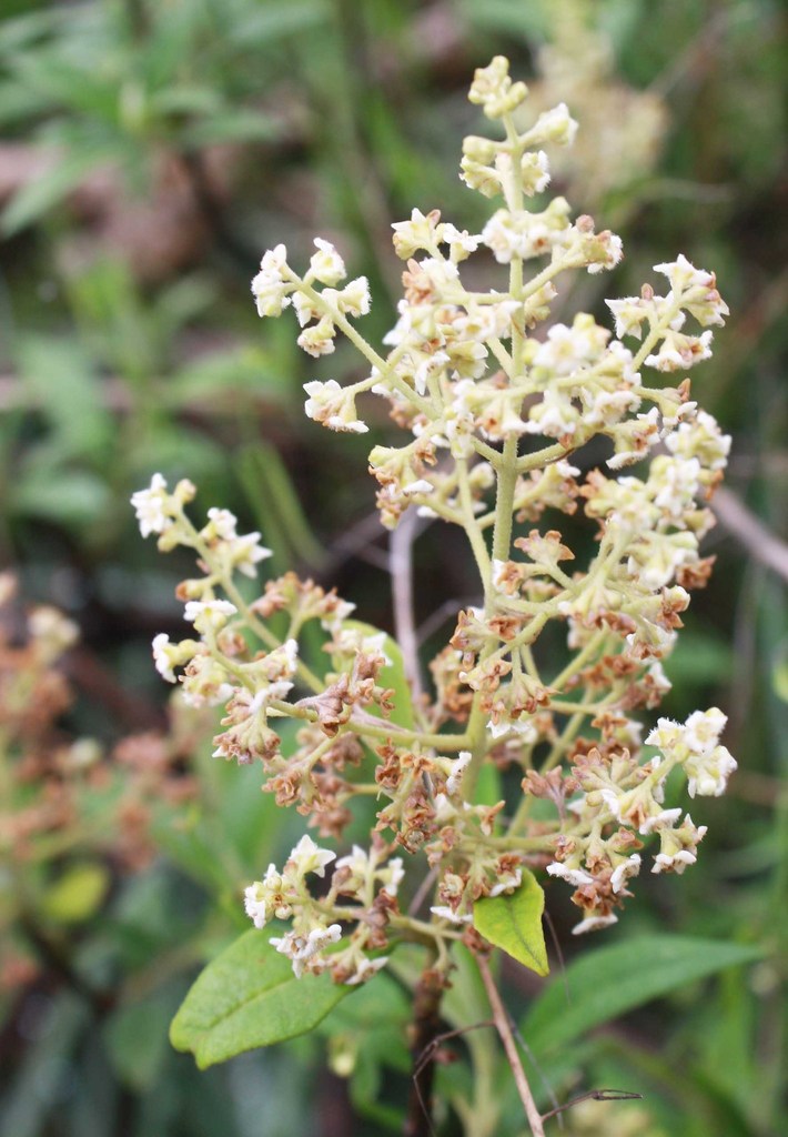 tepozan from Parque Ecológico Ecoguardas, Entronque Picacho Ajusco ...