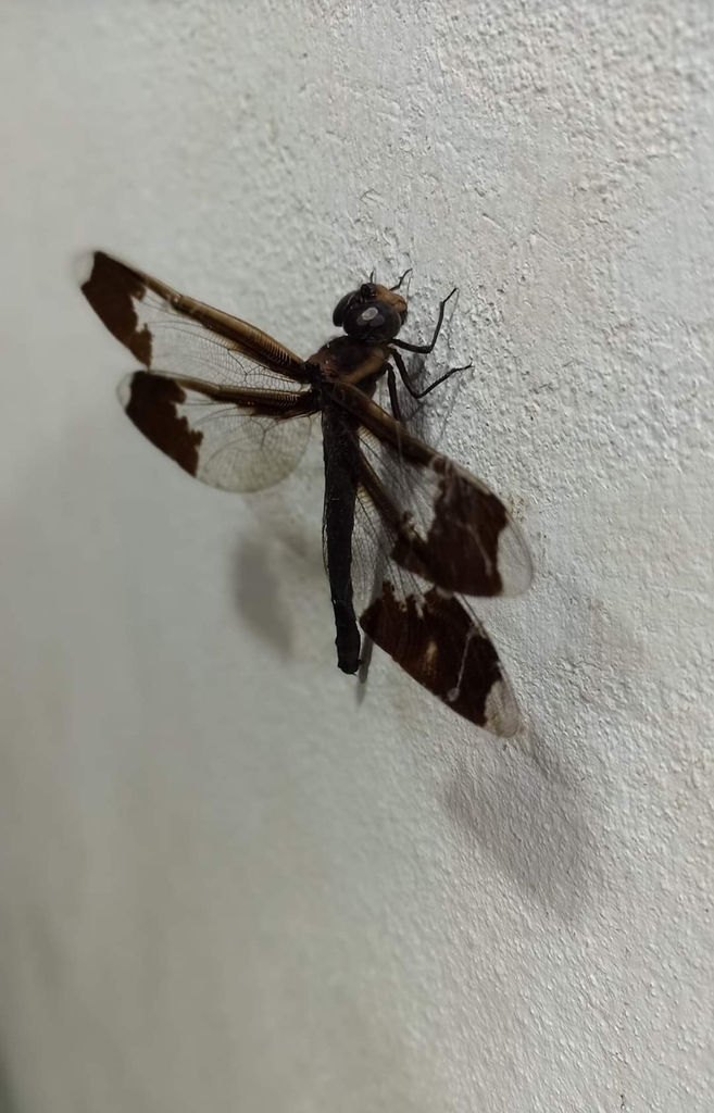 Giant Hawker from Perkampungan (Felda) Adela Tunggal Sening & Keleda ...