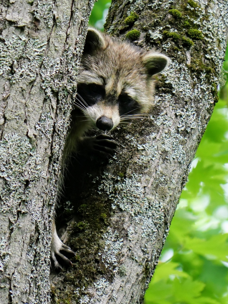 Common Raccoon from Chatelaine Village, Ottawa, ON, Canada on May 26 ...
