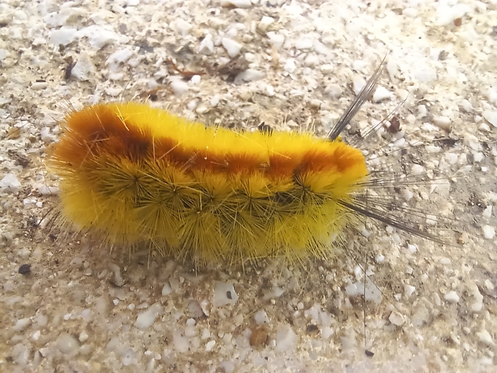 Tiger Moths and Allies from 5FVP+7CM, Ciales 00638, Puerto Rico on May ...