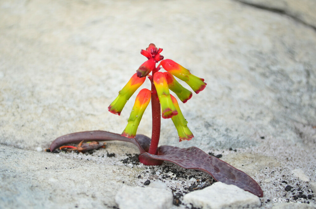 Gold Viooltjie from Ridge east of Strandbank, Table Mountain National ...