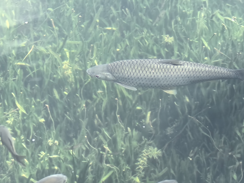 Mud Carp from 湖北省武汉市武昌区阅马场 on May 24, 2024 at 10:22 AM by Water River ...