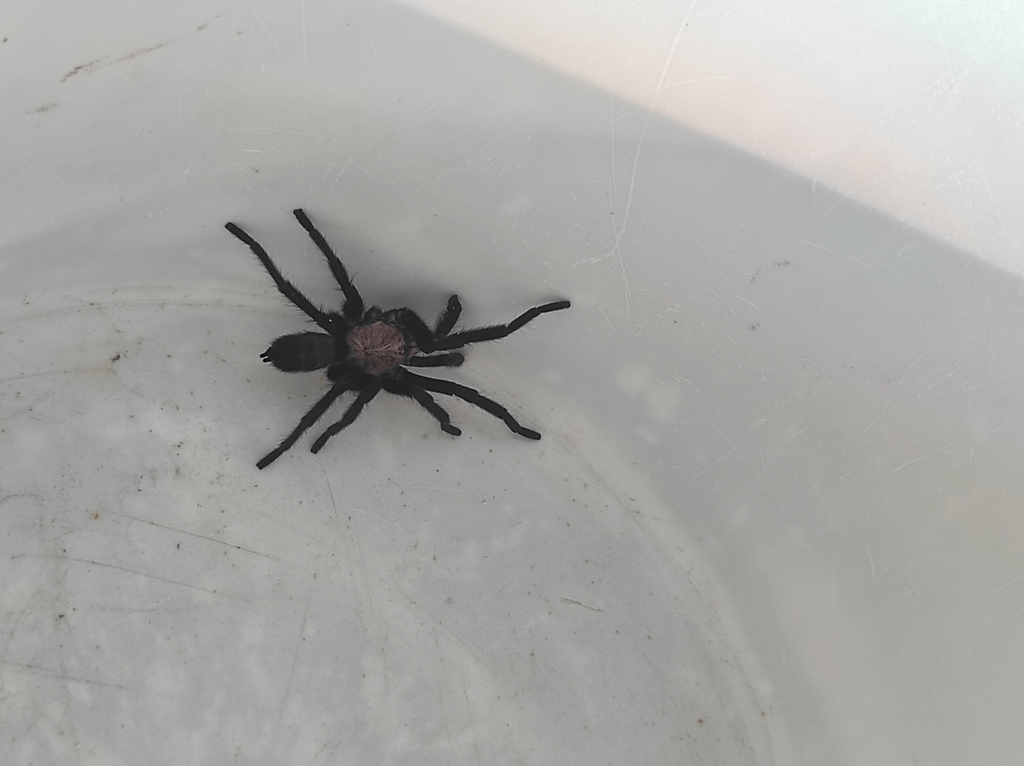 Asia-Pacific Tarantulas from West Kameng, IN-AR, IN on May 26, 2024 at ...
