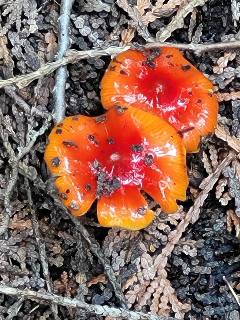Candy Apple Waxy Cap from Bruce, CA-ON, CA on August 13, 2023 by Logan ...