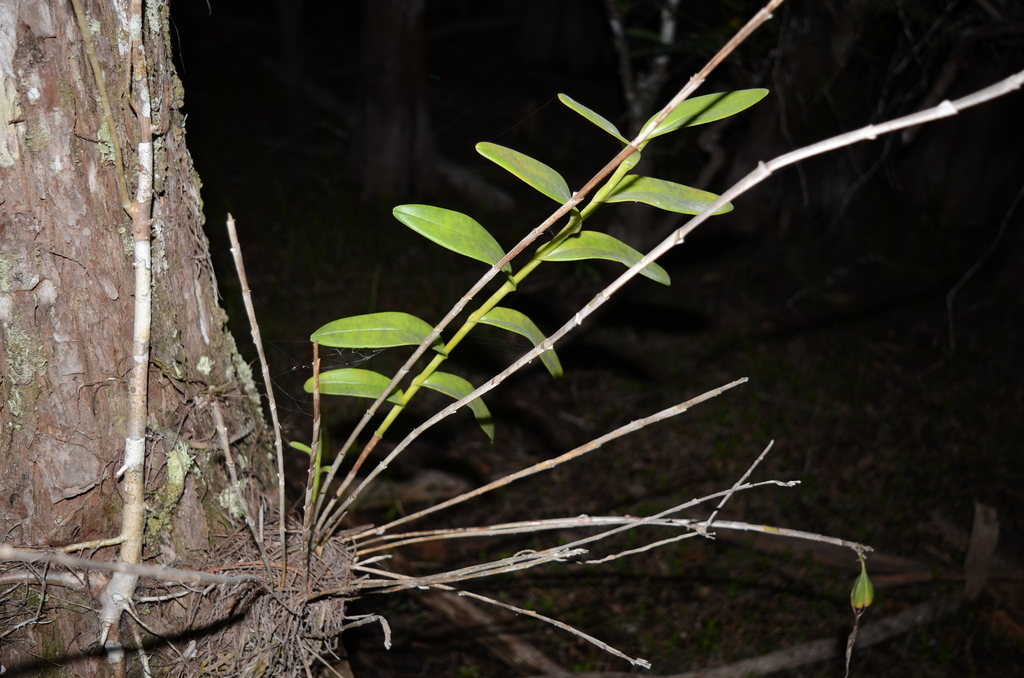 Night Scented Orchid in May 2024 by Eoghan Irwin. ID suggested by iNat ...
