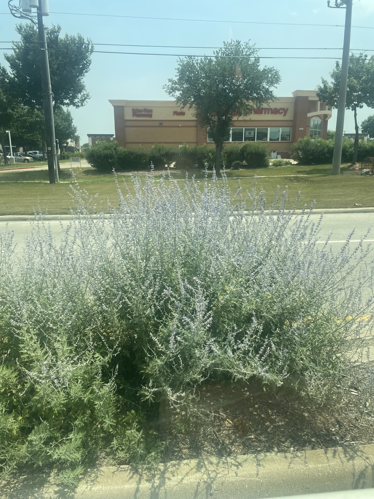 Russian Sage from Lakeview Pkwy, Rowlett, TX, US on May 26, 2024 at 02: ...