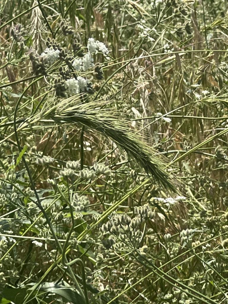 Wild Ryes and Wheatgrasses from Skyline Dr, Sansom Park, TX, US on May ...