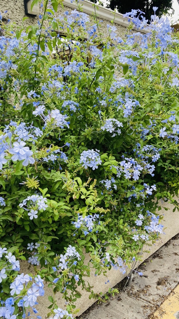 blue plumbago from Linares, San Nicolás de los Garza, N.L., MX on April ...