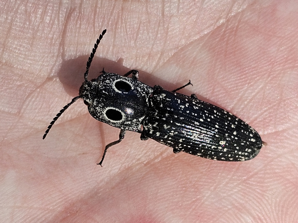 Eastern Eyed Click Beetle in May 2024 by Ripley Kindervater · iNaturalist