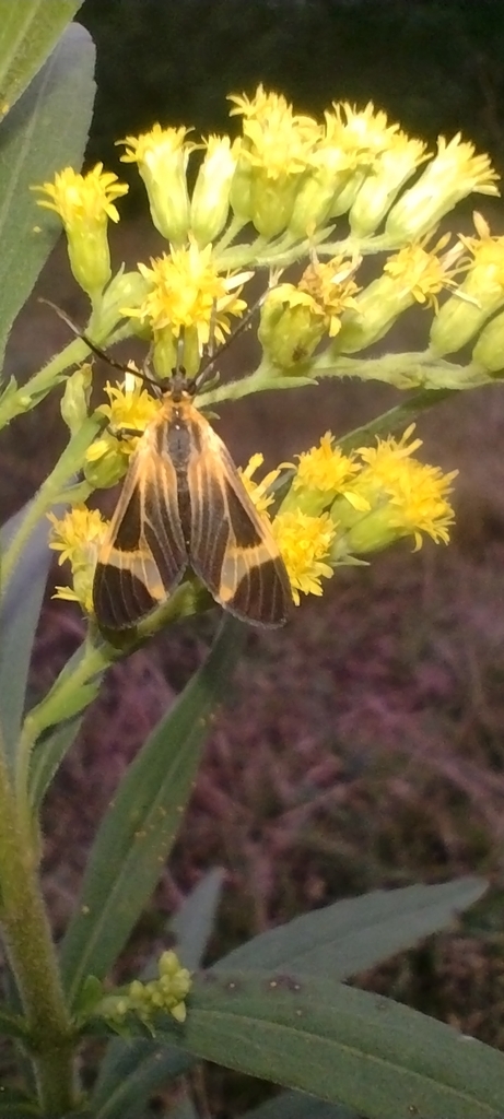 Dycladia lucetius from Pelotas, BR-RS, BR on May 26, 2024 at 04:53 PM ...