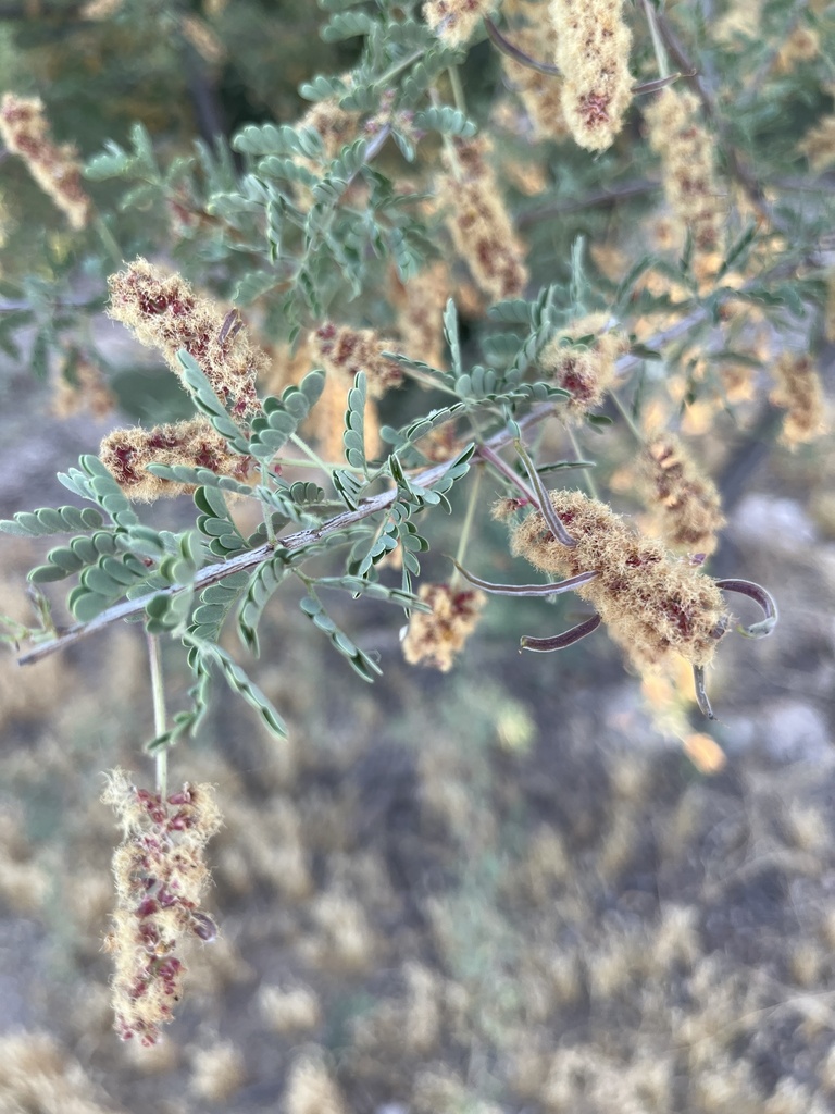Catclaw Acacia from W El Puente Ln, Tucson, AZ, US on May 25, 2024 at ...