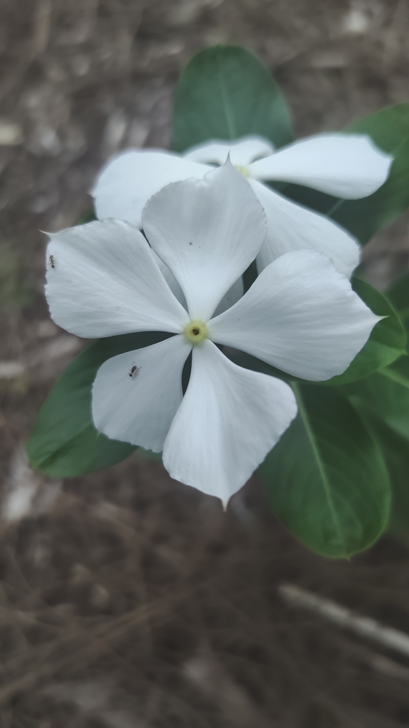 Madagascar Periwinkle from JUPITER INLET, FL 33469, USA on May 26, 2024 ...