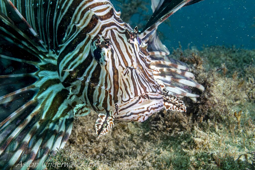 Common Lionfish from Gold Coast QLD, Australia on May 24, 2024 at 09:13 ...