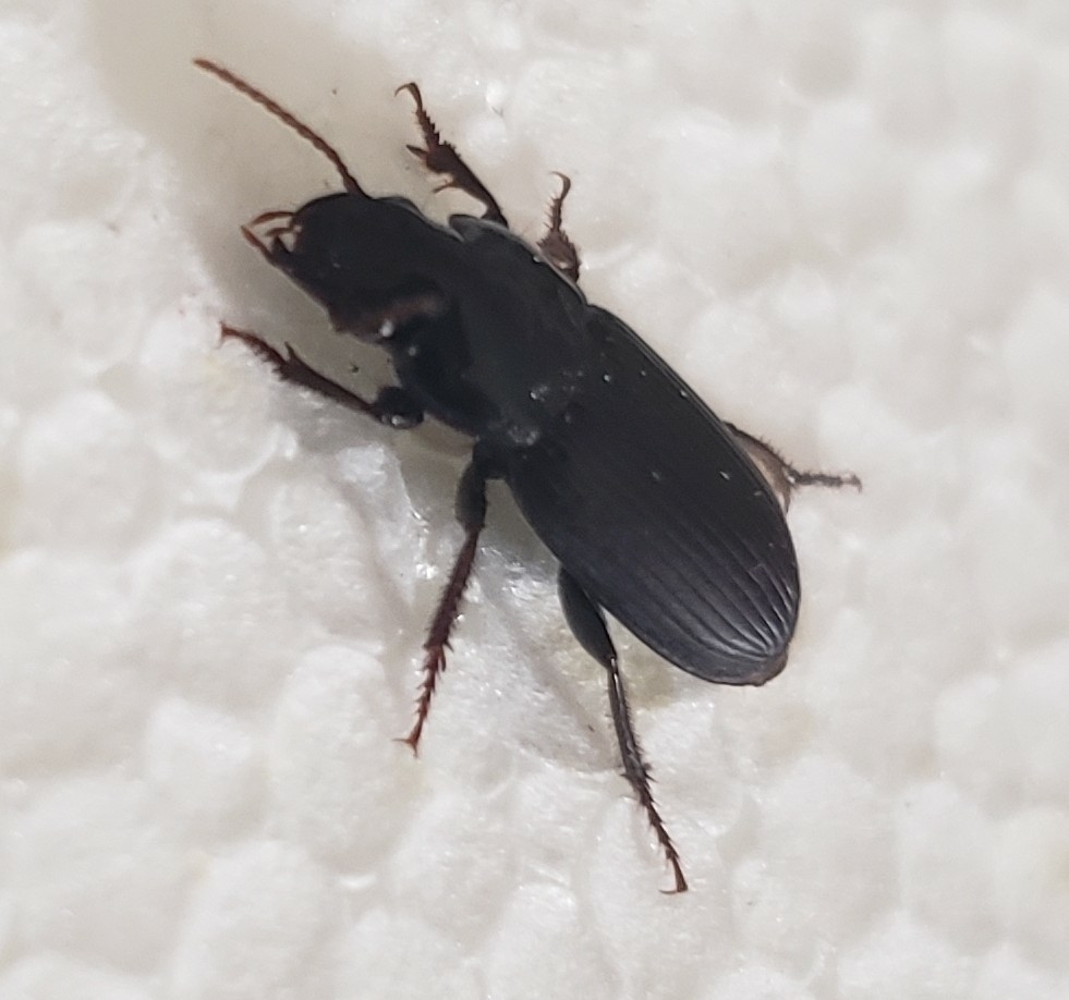 Harpalini from Cañon City, CO 81212, USA on May 26, 2024 at 04:27 PM by ...