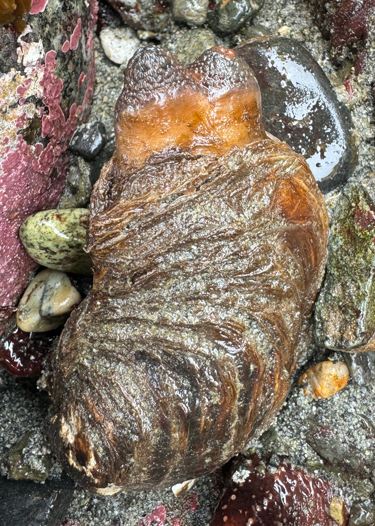 Northwest Ugly Clam from Island County, WA, USA on May 26, 2024 at 04: ...