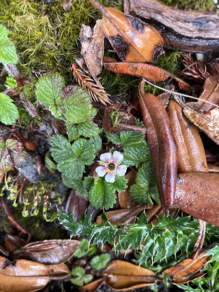 Fragaria hayatae from 特一, 桃源區, KHH, TW on May 27, 2024 at 06:40 AM by ...