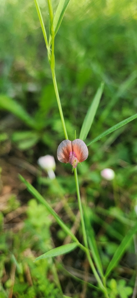 Grass Pea from Eugene, OR 97405, USA on May 16, 2024 at 08:36 AM by ...