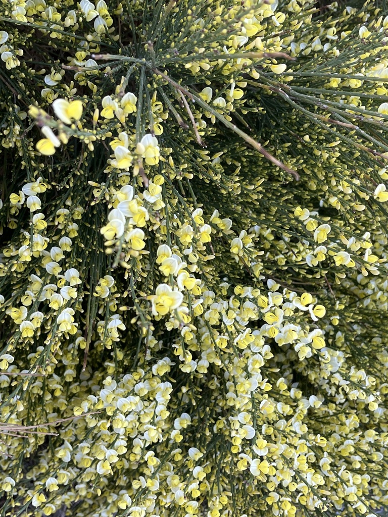 Japanese pagoda tree from Kings Canyon Dr, Peyton, CO, US on May 26 ...