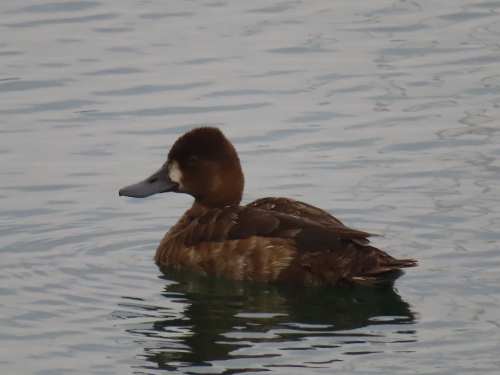 Lesser Scaup from Port Elgin, ON, Canada on May 26, 2024 at 07:14 PM by ...