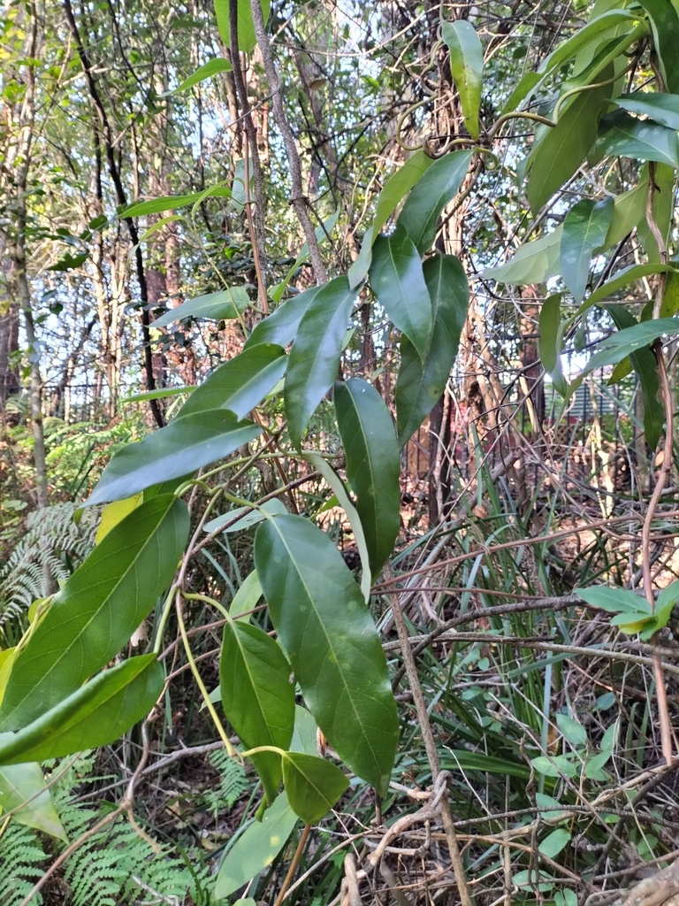 Common Silkpod from North Nowra NSW 2541, Australia on May 27, 2024 at 10:51 AM by Ninu Sethi ...