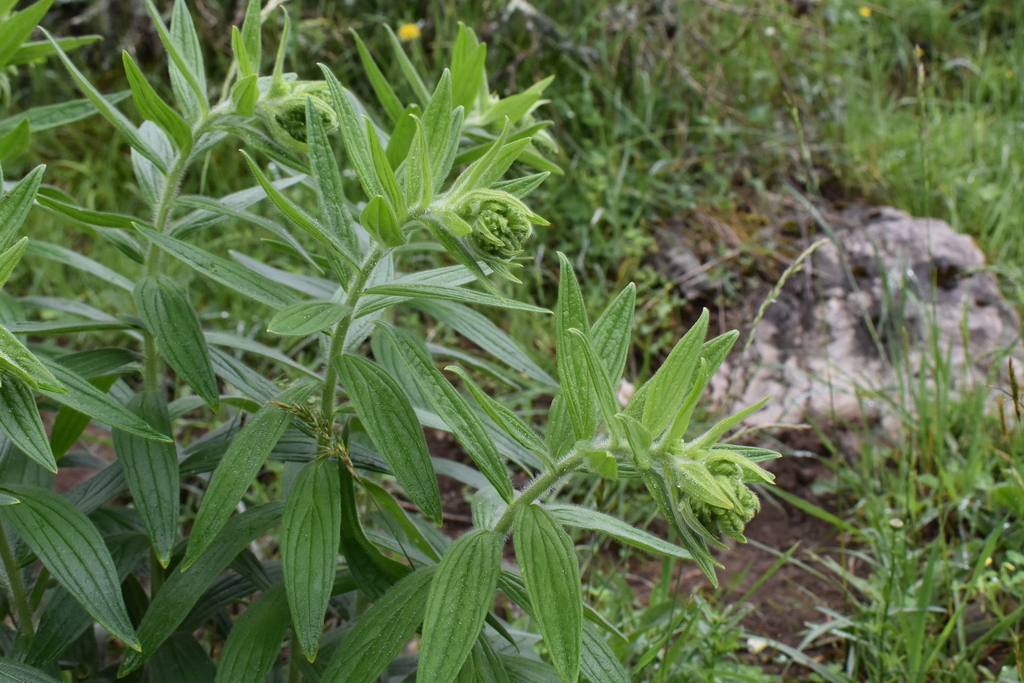 false gromwell from Russell County, VA, USA on May 18, 2024 at 10:50 AM ...
