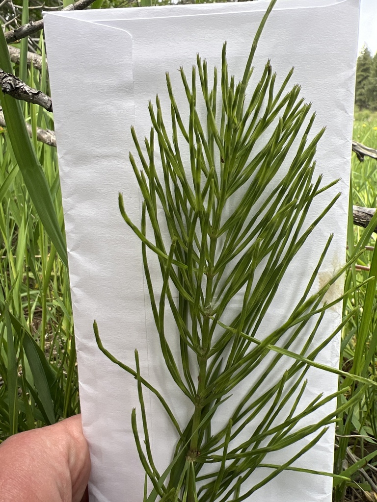 field horsetail from Lincoln County, US-MT, US on May 26, 2024 at 06:49 ...
