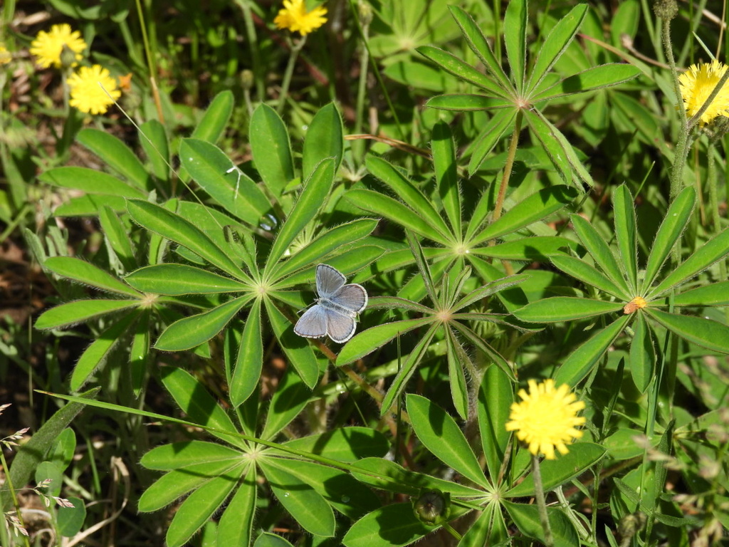 Karner Blue in May 2024 by Mariah Niewoonder · iNaturalist