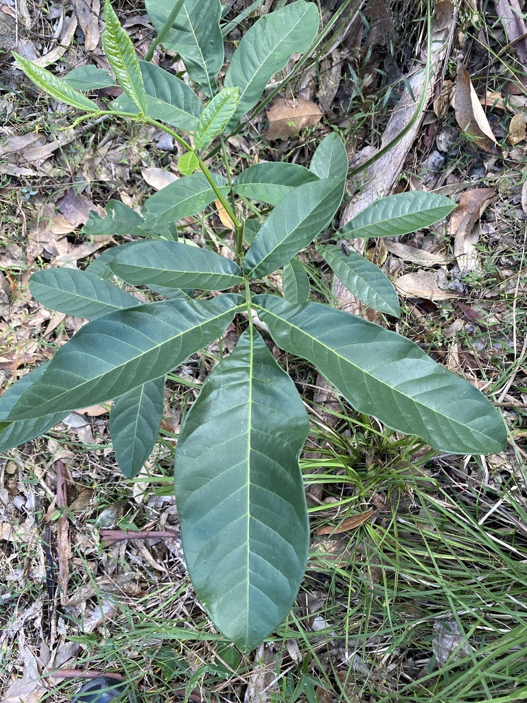 Flindersia in May 2024 by Todd Burrows · iNaturalist