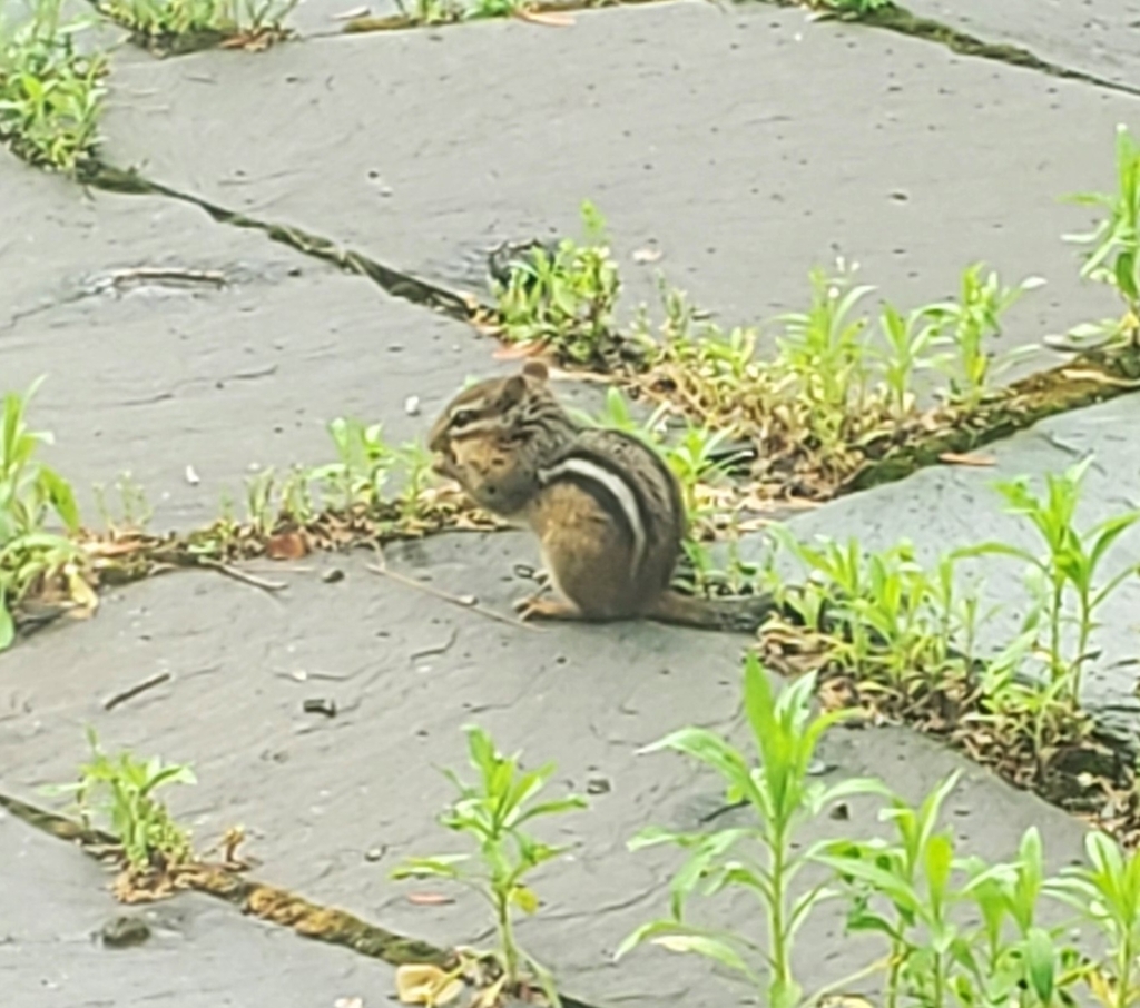 Eastern Chipmunk from Ridgefield, CT 06877, USA on May 23, 2024 at 12: ...