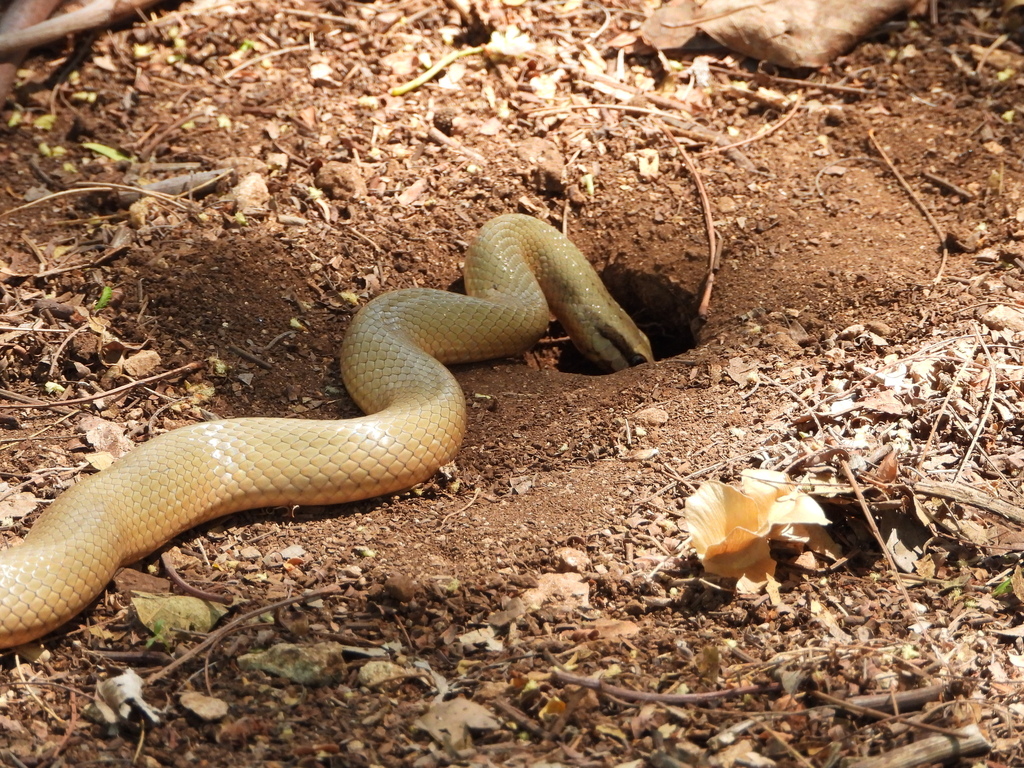 Conophis lineatus concolor from Jardín BEPENSA, C. 128ᴮ 67, Sin Nombre ...