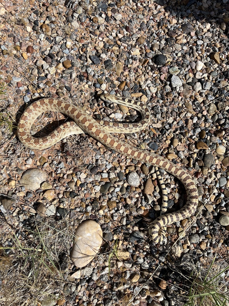 Great Basin Gopher Snake from Glen Canyon National Recreation Area ...