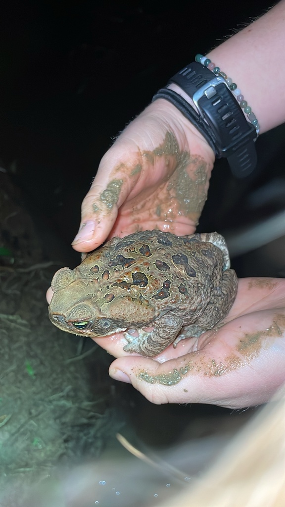 Beaked Toads from Archidona, Napo, EC on May 2, 2024 at 08:33 PM by ...