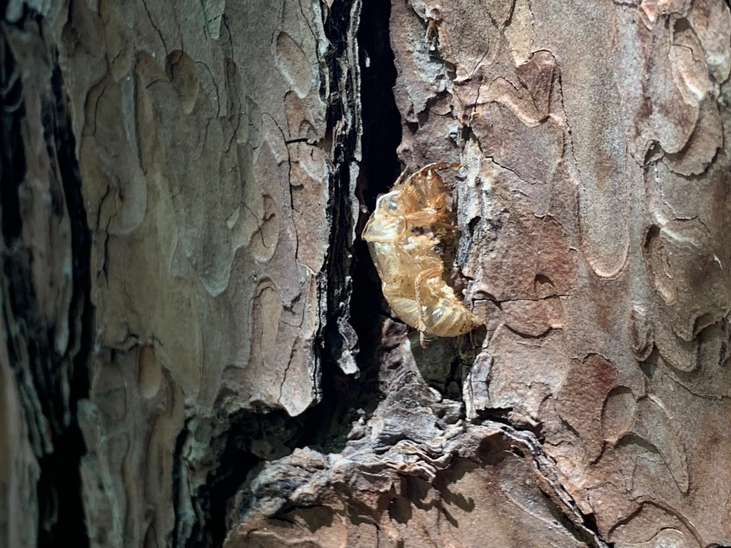 Spring Cicada from Higashiyamato Park, Higashiyamato, Tokyo, JP on May ...