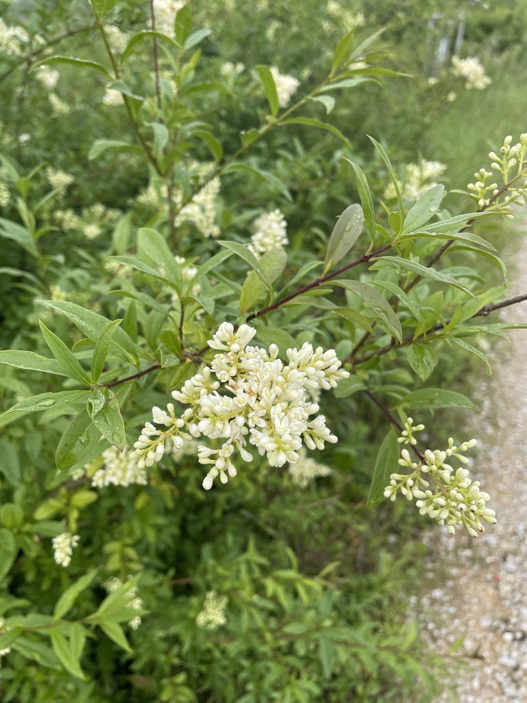 Common Privet from Liteň, Liteň, 20, CZ on May 27, 2024 at 07:52 AM by ...